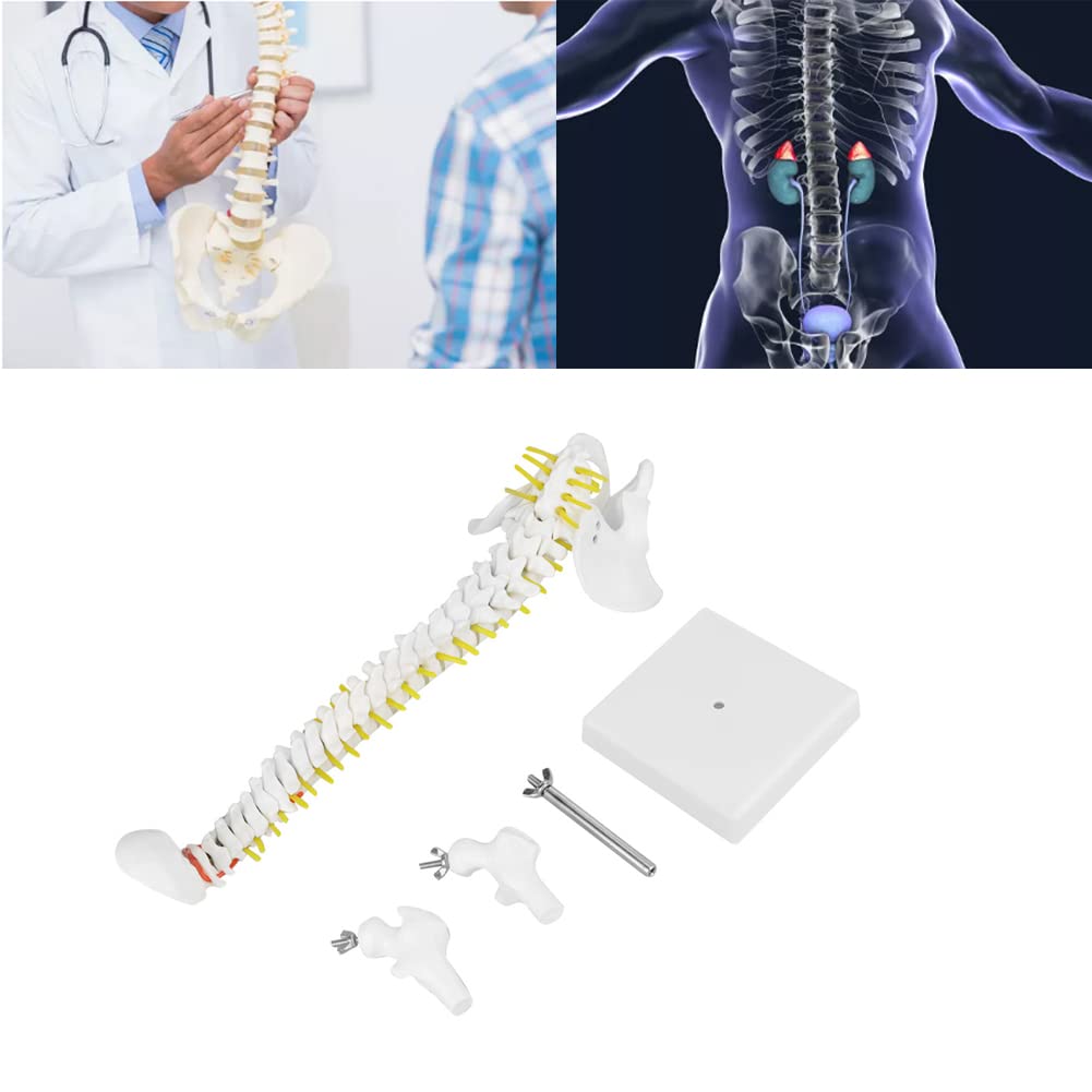 Human Spine Model 38cm Removable With Pelvis - Flexible Anatomy Model ...