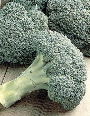 Amazon.com : Broccoli Packman F-1 Hybrid Great Vegetable by Seed ...