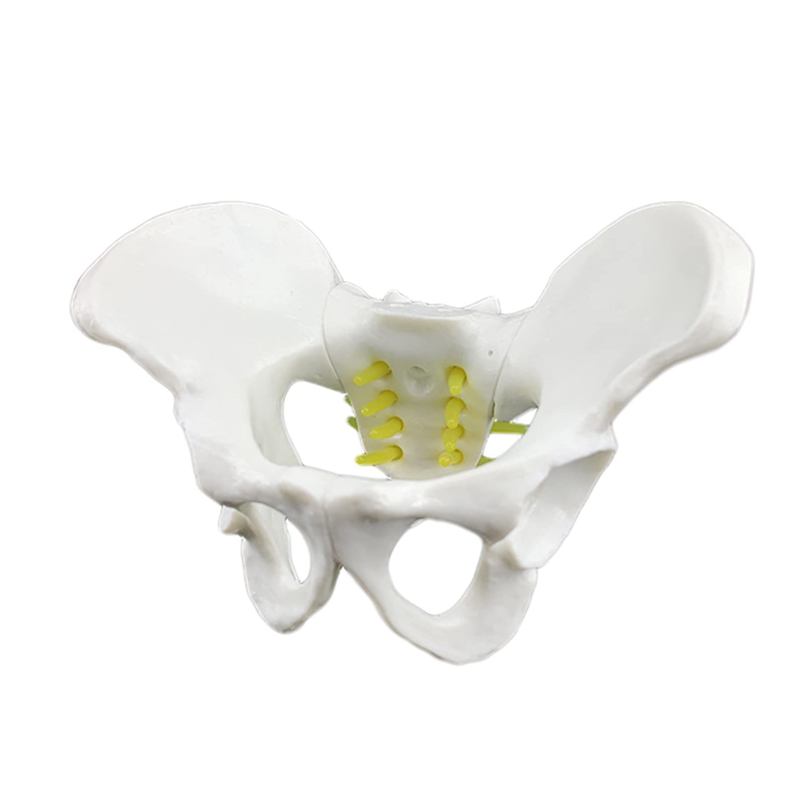 Buy Life Size Female Pelvis Model, Hip Model – Female Anatomy Model ...