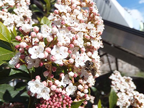 Durillo: [Cultivation, Irrigation, Care, Pests and Diseases] - Complete ...