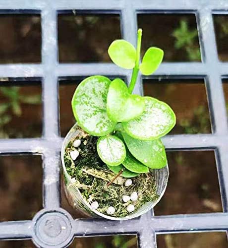 The Plant Paradise Hoya Biakensis Rare Plant for Indoor & Outdoor ...