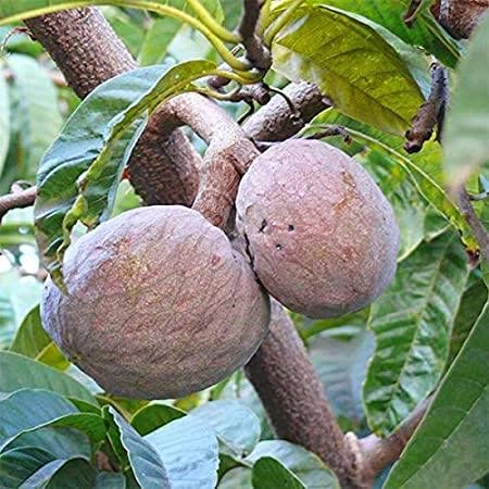 Mphmi Plants Amazingplant ramphal, Annona reticulata Ram phal, Bullocks ...