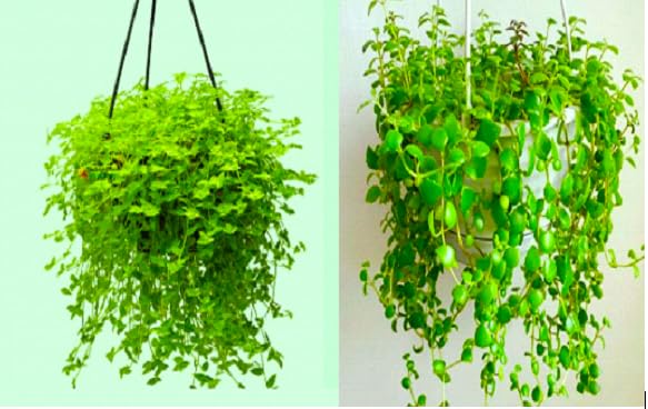 Nandhanam 2 Combo - Tangled Heart (Pillow Plant | Swedish Ivy) And ...