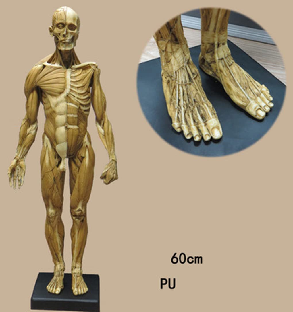 Human Anatomical Muscle Bone Model - Human Body Musculoskeletal Anatomy