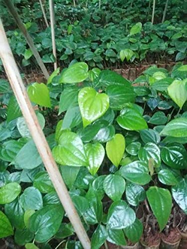 Black Pepper - Kali Mirch Live Plant : Amazon.in: Garden & Outdoors