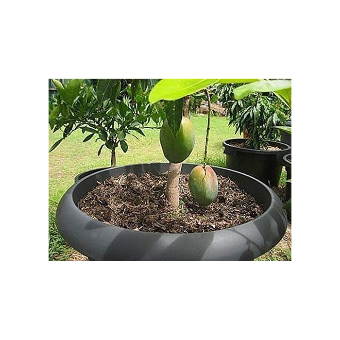 Buy Rare Delicious Exotic Dwarf Mango Tree Seeds Bonsai Garden Fruit ...
