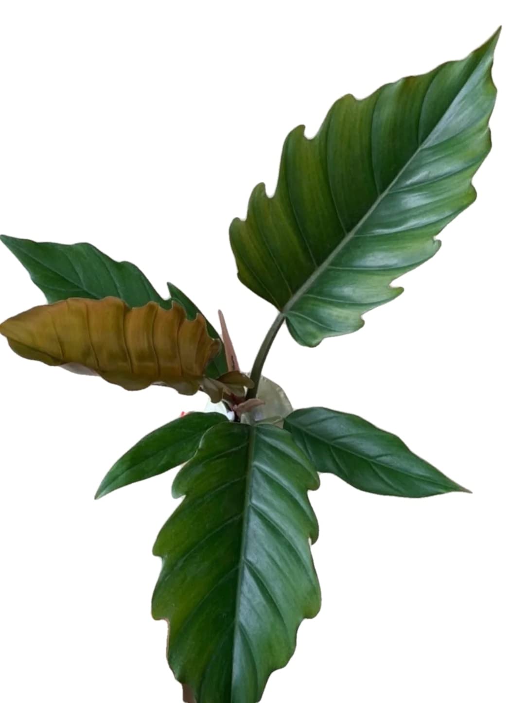 The Four Seasons Philodendron Pluto Rare Natural Live Plant in Pot ...