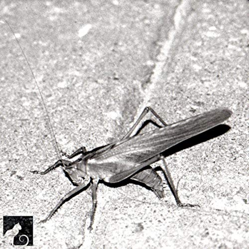 Amazon.com: Tunes from a Divided City : Erich Lesovsky: Digital Music