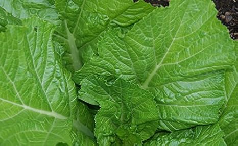 Amazon.com : 1200 Florida Broadleaf Mustard Seeds for Planting 4+ Grams ...