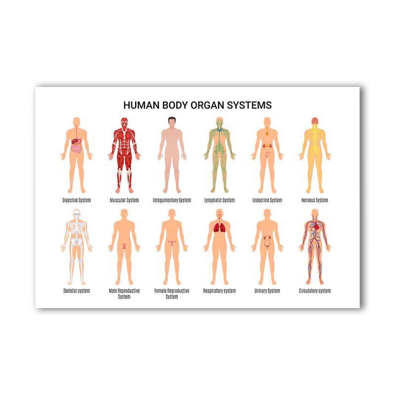 What Are The 12 Human Body Systems