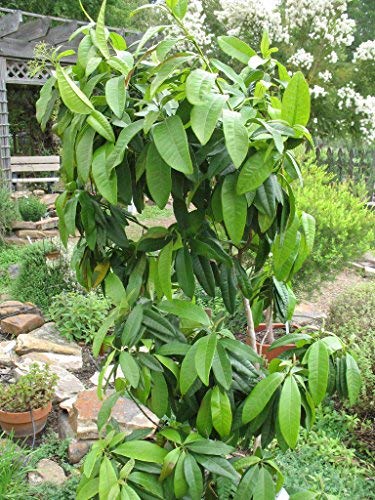 Creative Farmer Sarva Sughandhi Allspice Berries(Sarvasugandhi) Plant ...