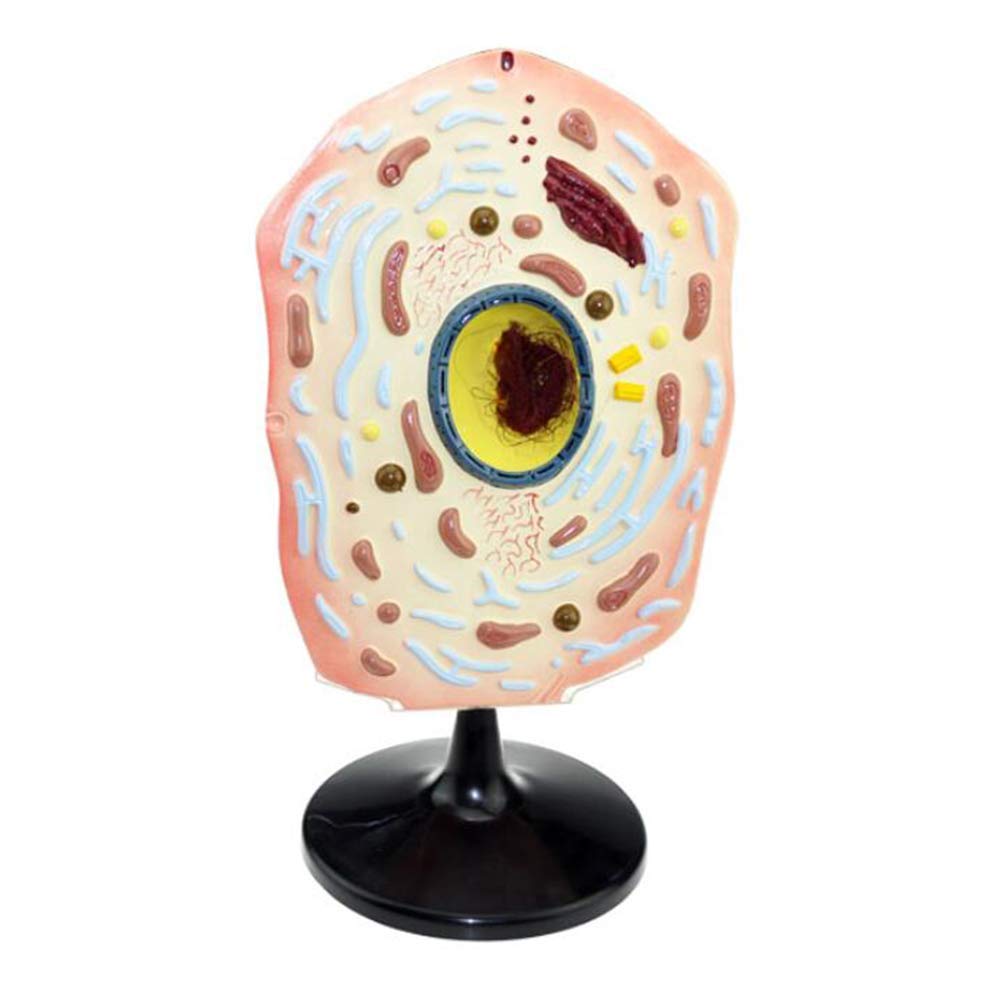 Animal and Plant Cells Model ZLF Cell Anatomy Model Animal Plant ...
