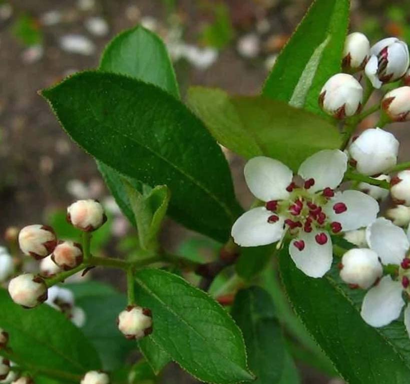 Aronia prunifolia - How to grow & care