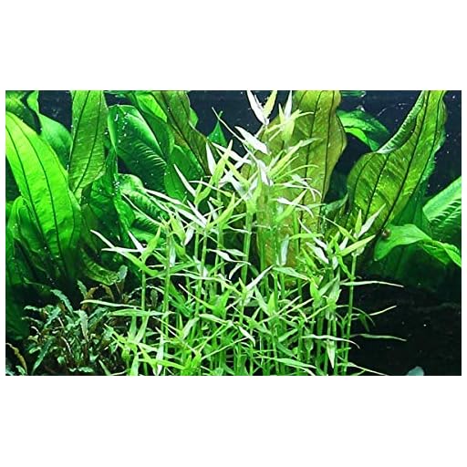 Neonfische: Haltung & Zucht des Neonsalmler im Aquarium