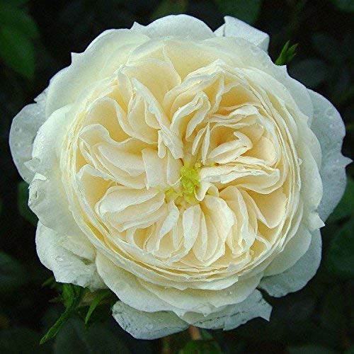Arlo Gardens Rare Rose Live Plant Bush Rose - Macmillan Nurse (1 ...