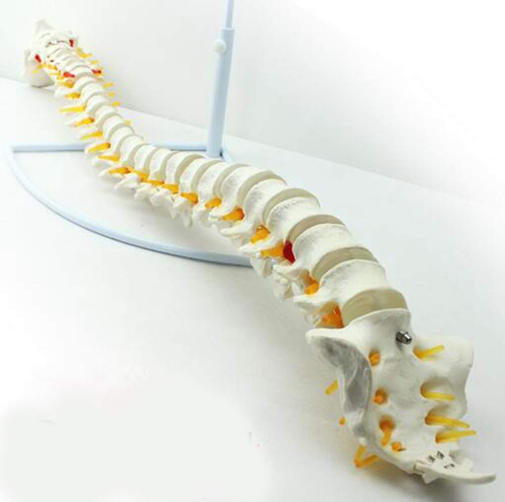 Jin Human Skeleton Anatomy Model Super Flexible Spine Model Cervical ...