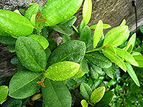 Creative Farmer Live Plant Sarva Sughandhi Rare Magical All Spice Live ...