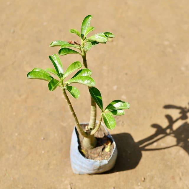 Adenium (colour) in 4 Inch Live Nursery Plant : Amazon.in: Garden ...