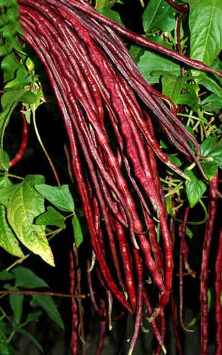 Amazon.com : Red Noodle Yard Long Beans 20+ seeds : Bean Plants : Patio ...