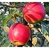 Amazon.com : 10 FUJI APPLE TREE Malus Domestica Fruit Flower Seeds ...