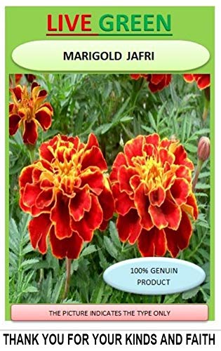 LIVE GREEN Marigold Jafri Flower F1 Hybrid Seeds (LG-SSED189) : Amazon ...