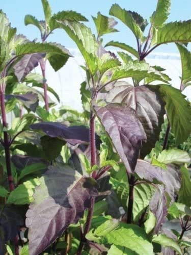 Rameshvar Enterprises | Rama/Shyama Tulsi Plant : Amazon.in: Garden ...