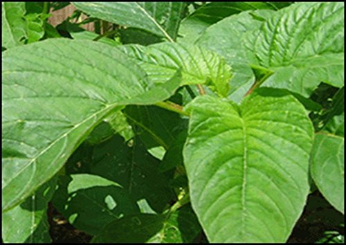 Jamaican Callaloo Plant
