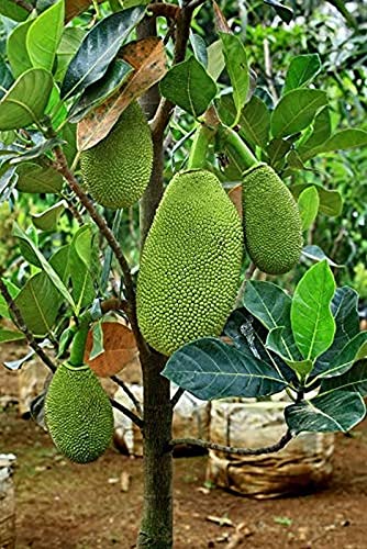 Vixenssell Live Plant Jack Fruit Rare Varikka Variety Dwarf Jackfruit ...