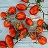 Amazon.com : Martino's Roma Heirloom Sauce Tomato - 50 Seeds - Italian ...