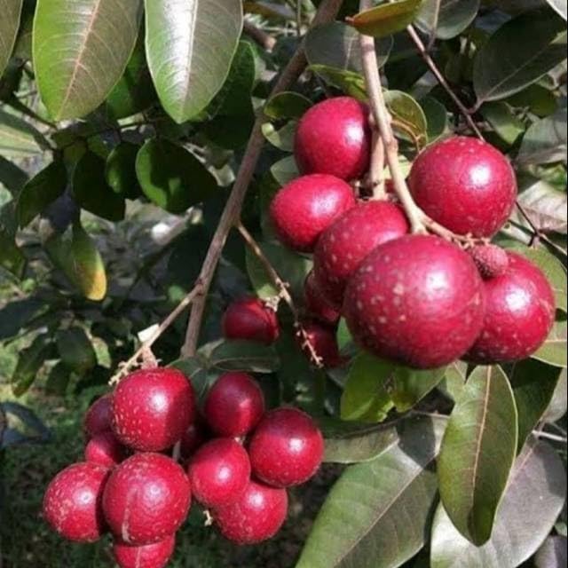 Cloud Farm Live Rare Dwarf Longan Fruit Plant, Thailand Variety Healthy ...