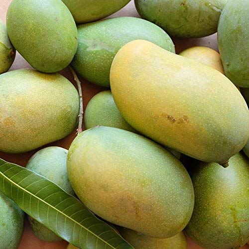 Creative Farmer Mango Mallika Gardens Rare Tasty Mallika Mango Live ...