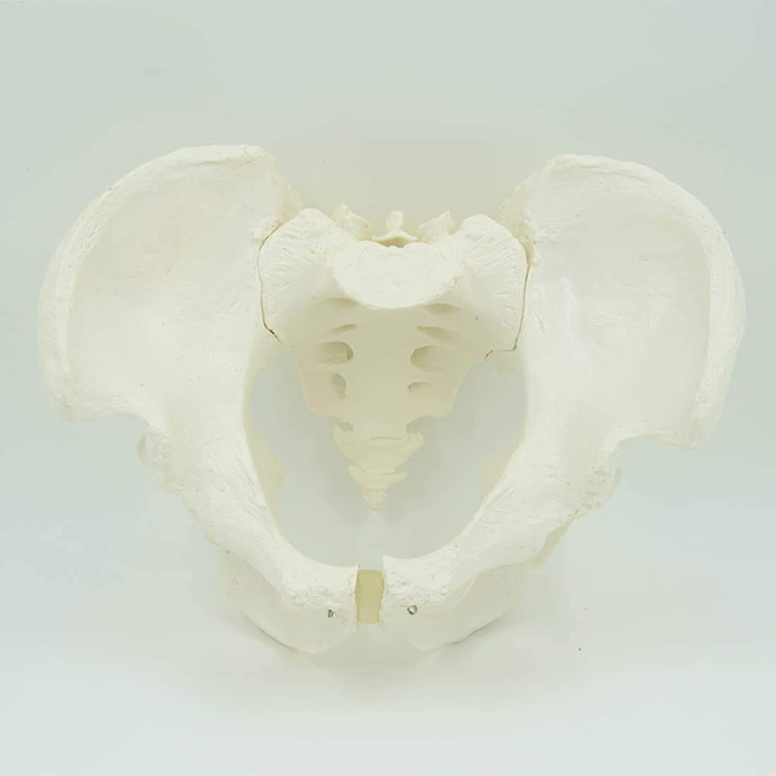 Buy XIEZI Pelvic Model Medicine Male Pelvic Model Life Size Human ...