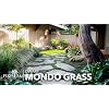 Amazon.com : Dwarf Mondo Grass | 10 Live Plants | Japonicus Nanus ...