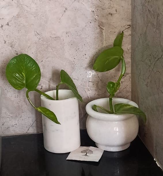 Navishtha Handicrafts Jaipur Art Exports Set of 2 Modern Naturals White ...