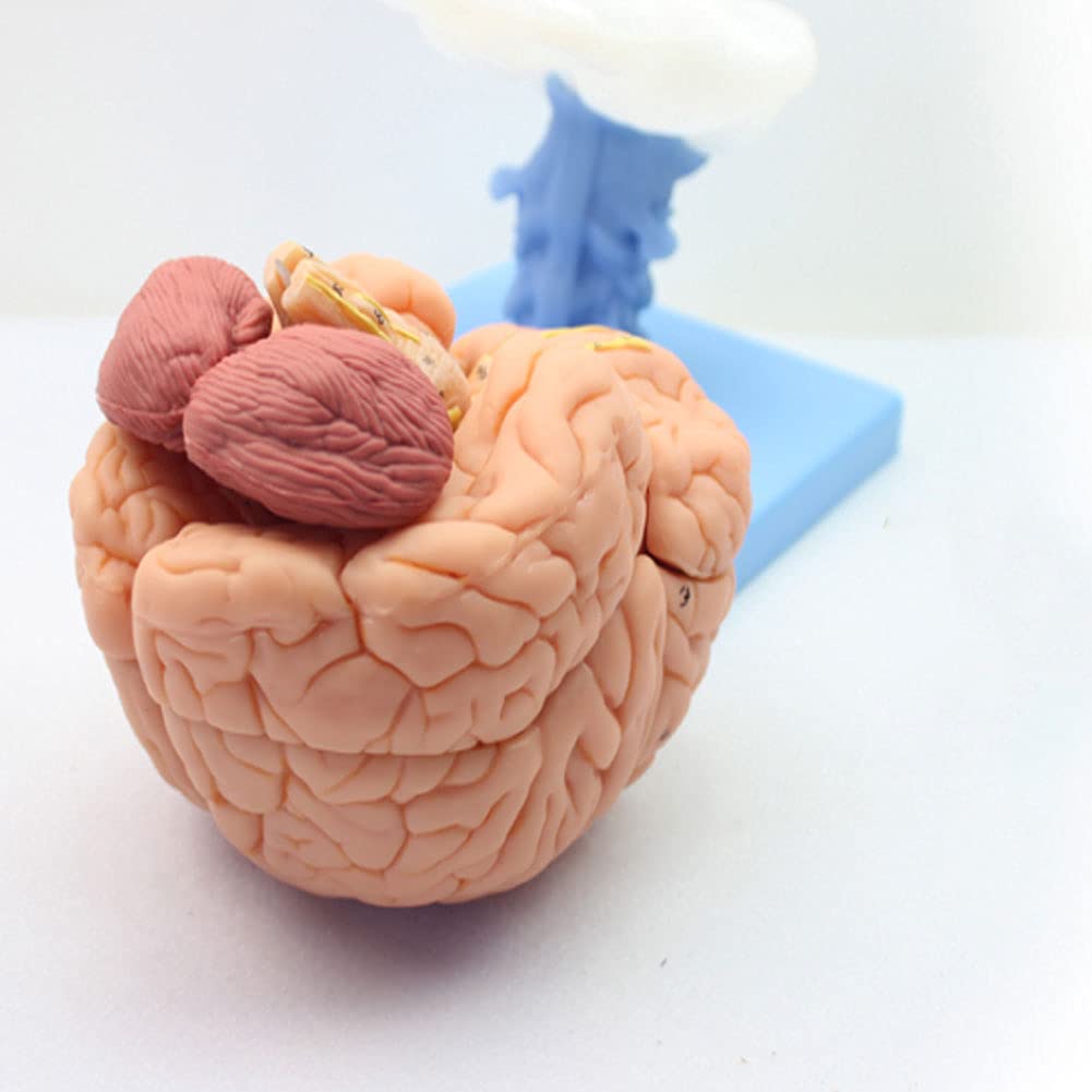 Buy BEAGHTY Human Brain Anatomical Model - 15-Parts Detachable ...