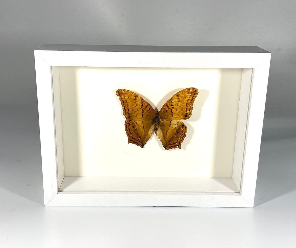Amazon.com - Vietnamese Orange Yellow Common Cruiser Butterfly Vindula ...