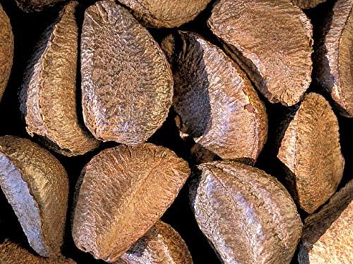 Amazon.com: Fresh Raw In-shell Whole Brazil Nuts (1) : Grocery ...