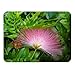Amazon.com : SURINAM Pink Powder Puff Tree Live Plant Rose Cascade ...