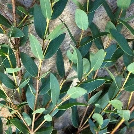 Baby Blue Eucalyptus - Planta viva de eucalipto en maceta de 2.5 ...
