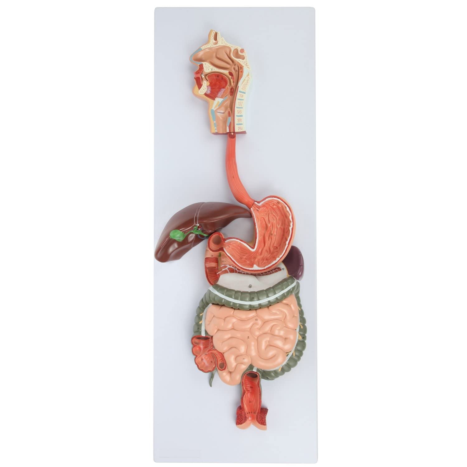 Life Size Human Digestive System Model Displays 51 Parts Opened ...