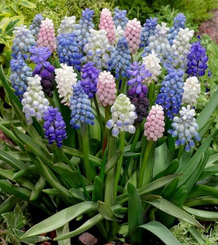Amazon.com : Votaniki Muscari Mix Bulbs - Perennial Muscari 'Grape ...
