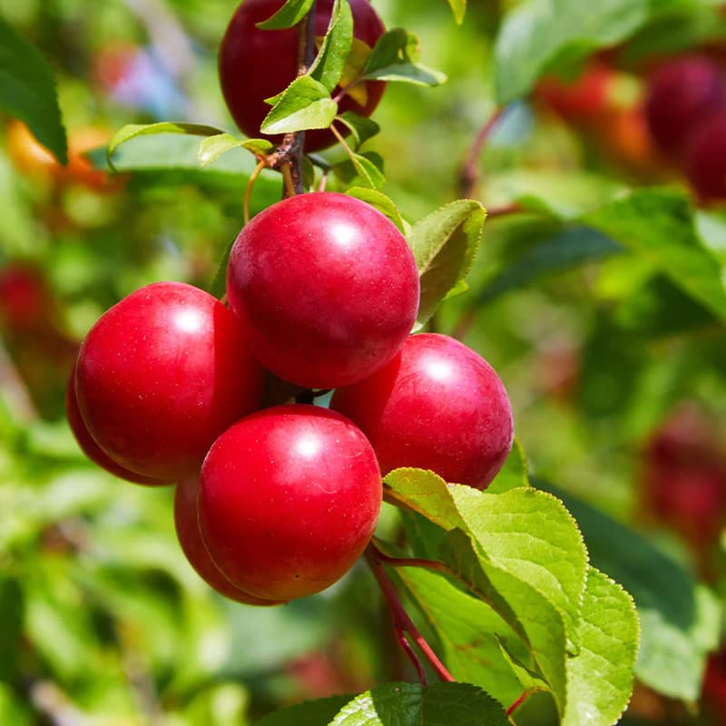 Cherry plum - How to grow & care