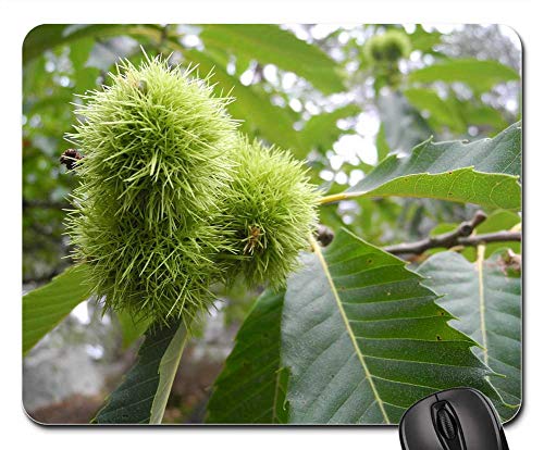 Understanding Chestnut Tree Spiky Balls: Benefits, Disadvantages, And ...