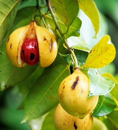 Greenworld Live Plant Hybrid Jaifall Tree Javitri Plant Original ...