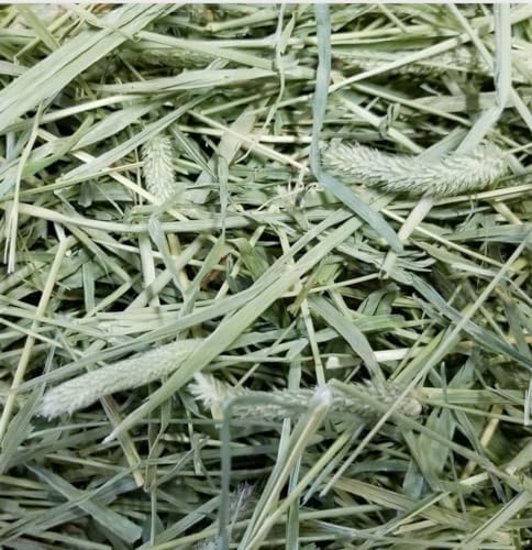 Buy Timothy HAY (1 KG / 1000 GRAM) for Rabbits, Guinea Pigs, Rats ...