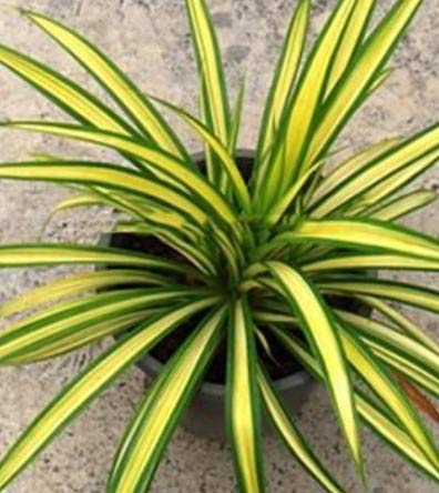 Mandy's Farm Pandanus Baptistii Screw Pine Pandan Golden Variegated ...