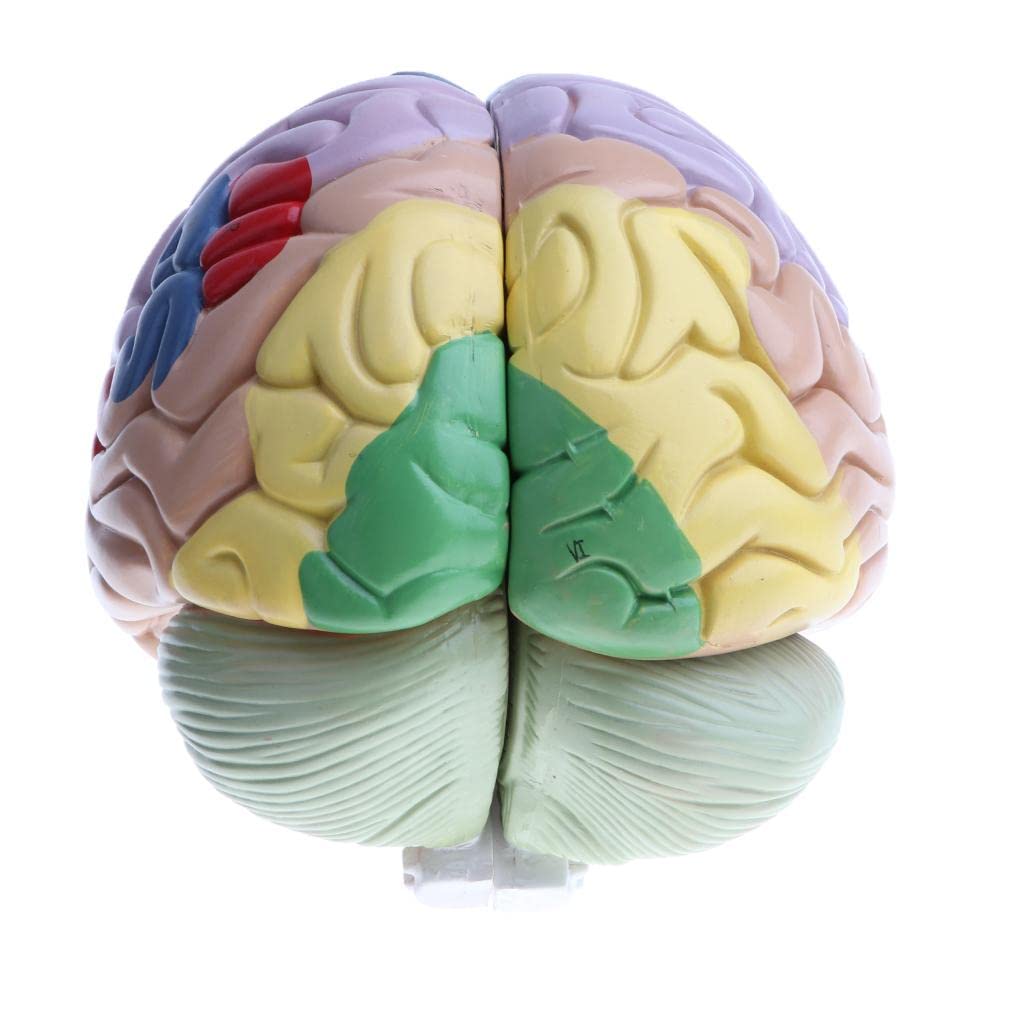 Aswadh Magnification 2x Removable 4 Parts Human Brain Brainstem Lab ...