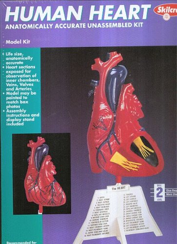 Amazon.com: Skilcraft Human Heart Model Kit : Arts, Crafts & Sewing