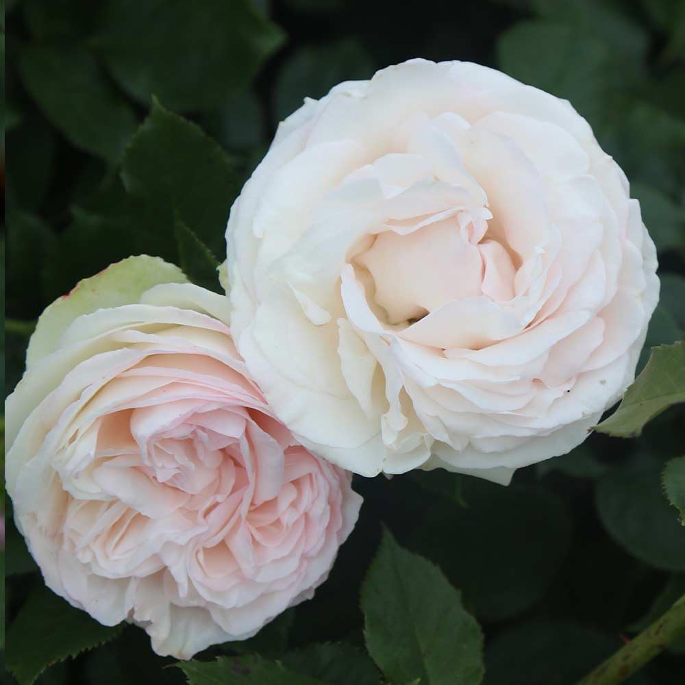 Amazon.com : Heirloom Roses Rose Plant - Arborose® Honeymoon White Rose ...