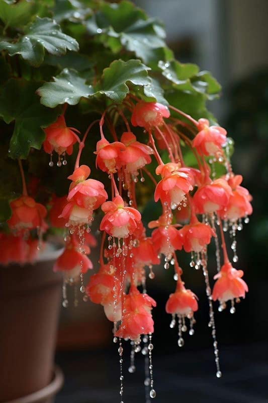 Ritz Farming® Weeping begonia flowers bulbs | begonia peach flower ...